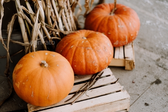 pumpkins in fall / orange color / autumn season Stock Photo by LesiaScotch
