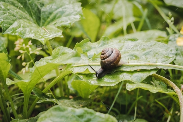 Snail in the woods in summer Stock Photo by LesiaScotch | PhotoDune