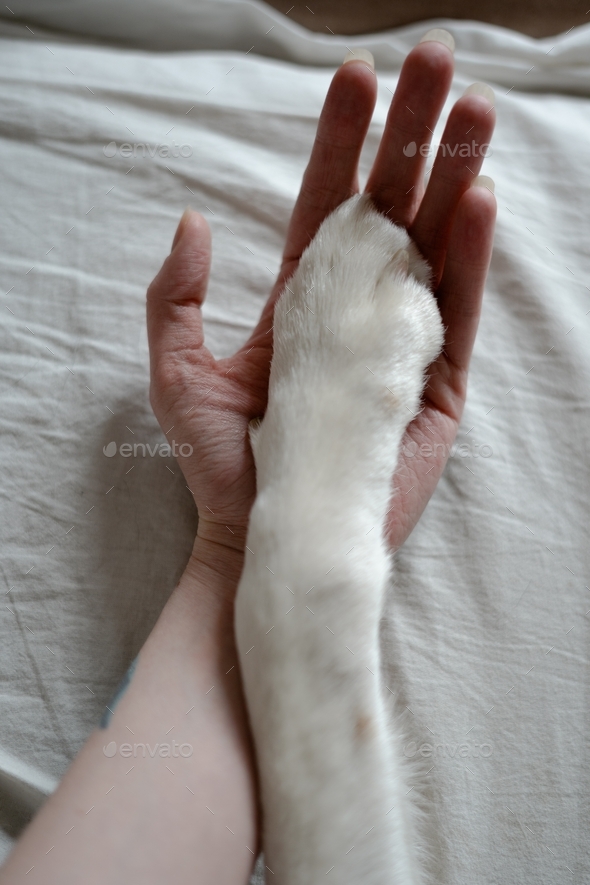 Human hand and dogs paw / friends / love / pet lover Stock Photo by ...