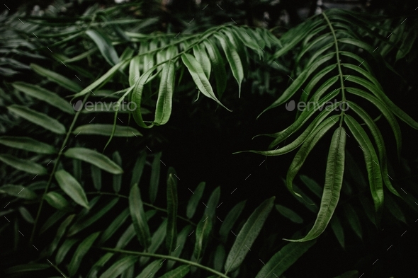 Moody close up of the plant leaves for background / greenery / green ...