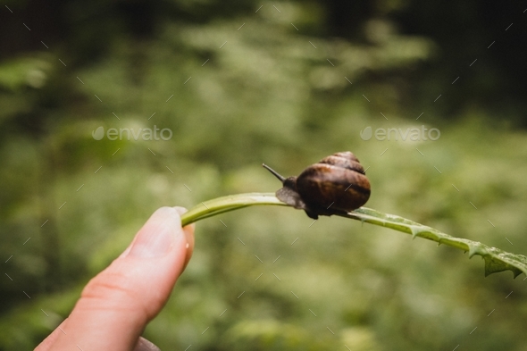 Snail in the woods / greenery / beauty in nature Stock Photo by LesiaScotch