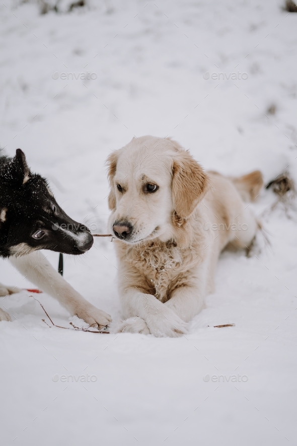 two dogs cuddling in the snow / winter nature / animals / pets / love ...