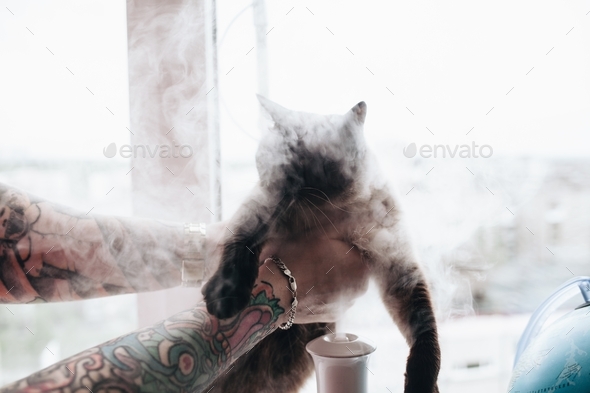 cat in a hand and a vaporizer Stock Photo by LesiaScotch | PhotoDune