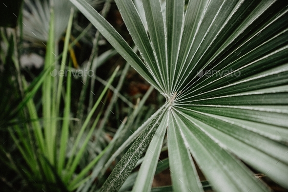beautiful background/ greenery / plant / exotic/ textures Stock Photo ...