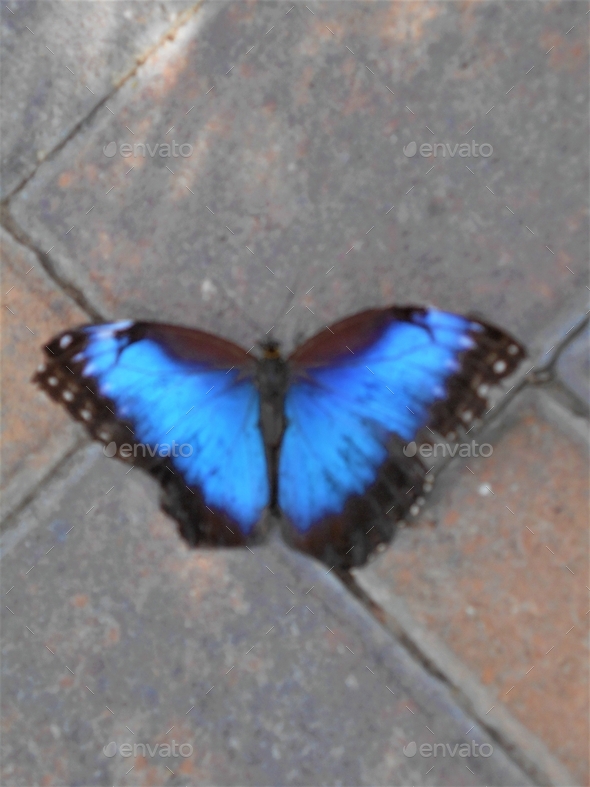 Mt Charleston Blue Butterfly Stock Photo by AZ-BLT | PhotoDune