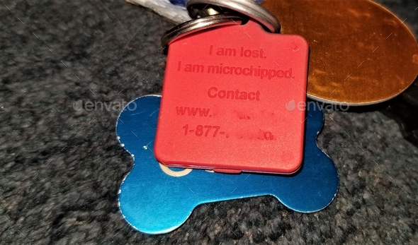 Dog Tags! Identification and Microchip Information! Stock Photo by AZ-BLT
