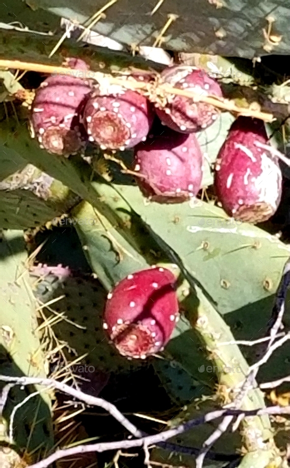 Red Cactus Fruit! The fruit after the blooms from a thorny Beaver tail ...