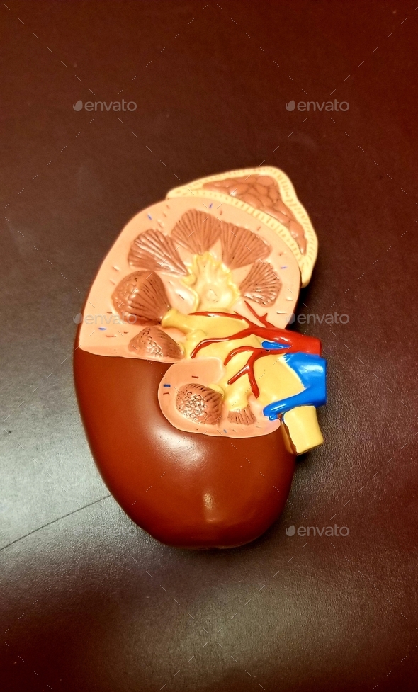 Nephrology! Kidney! Human Kidney! Healthcare and Medicine! Stock Photo ...