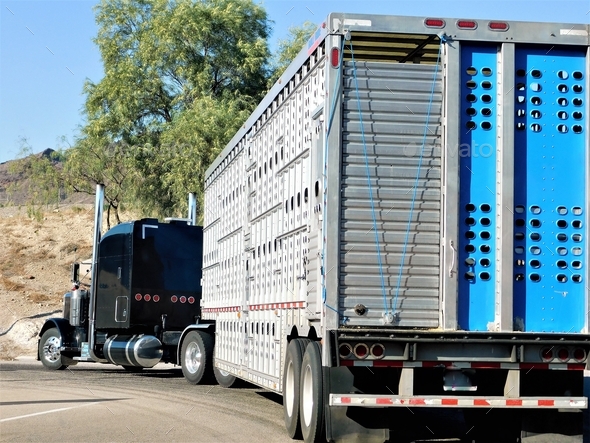 TRUCKING! CATTLE HAULER!! Stock Photo by AZ-BLT | PhotoDune