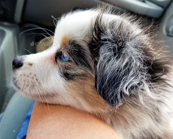 Cute Puppy! Profile of a Sleepy Puppy! NOMINATED!! Stock Photo by AZ-BLT