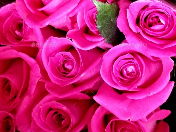 PINK! Pink Roses! Stock Photo by AZ-BLT | PhotoDune