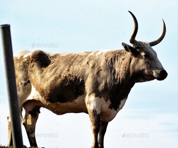 Farm Animal! A big, longhorn steer with huge horns, is living on a ...