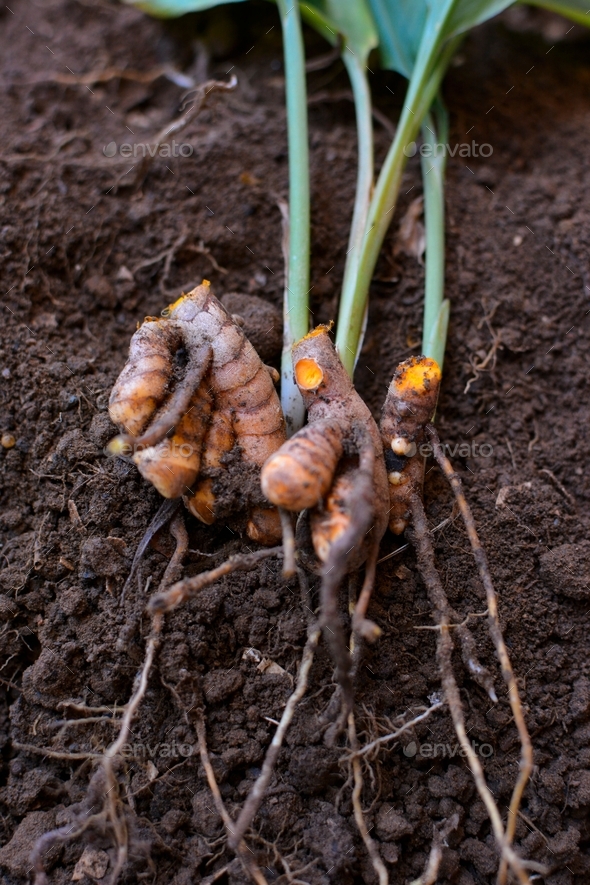 Turmeric plant with its roots exposed. Full harvest of turmeric at home ...