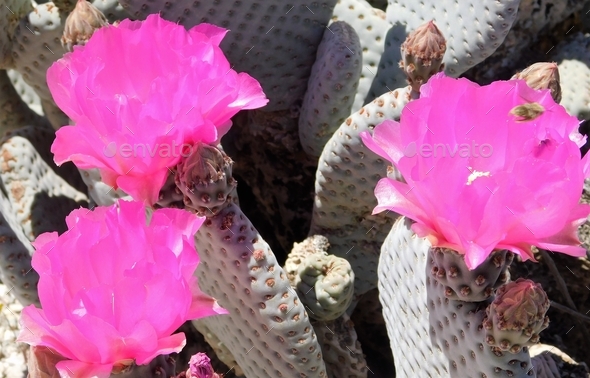 Prickly Pear Cactus! Pink Blooming! Stock Photo by AZ-BLT | PhotoDune