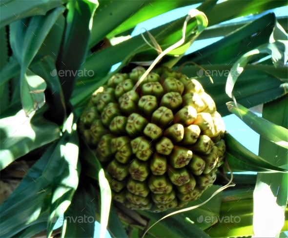 Nature! Pandanus Tree! Tropical! Hawaii! Stock Photo by AZ-BLT | PhotoDune