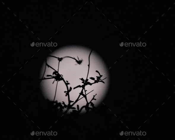 Eerie! Full Moon! NOMINATED!! Stock Photo by AZ-BLT | PhotoDune