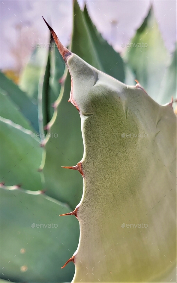 Get the Point! Agave! Americana Agave Cactus! In the Desert! Stock ...