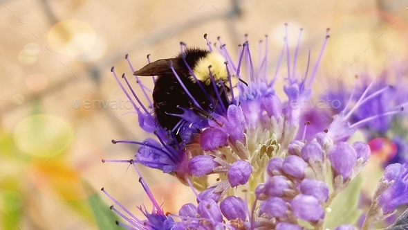 Buzzed Bee! Sweet Flowers! NOMINATED!! Stock Photo by AZ-BLT | PhotoDune