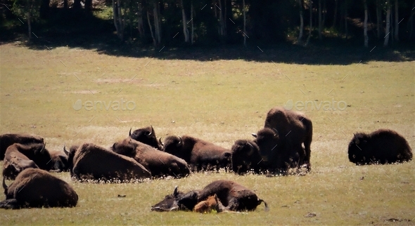 Wild Buffalo! Wild Bison! North Rim Grand Canyon National Park! Stock ...