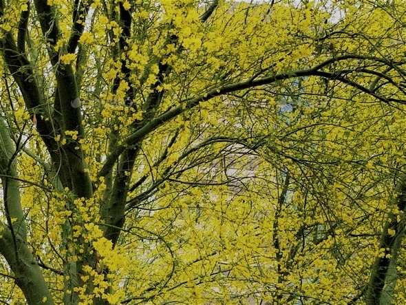 Pali Verde Tree! Yellow Flowers! Stock Photo by AZ-BLT | PhotoDune