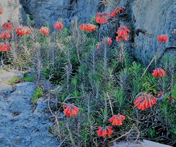 Firecracker Coral Plant! Stock Photo by AZ-BLT | PhotoDune