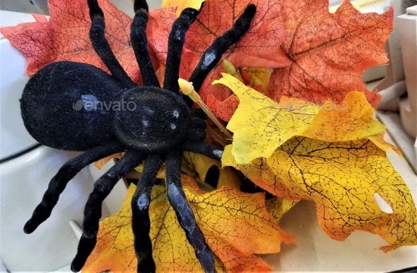 Black Widow Spider! Spider Hiding in Fall Leaves! Fall Flat Lay! Beware ...
