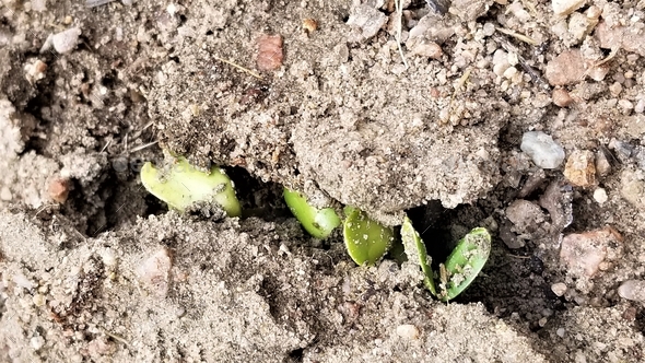 Spring! First Day of Spring! Spring Seedlings Peeking Out! New ...