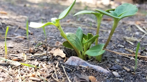 Spring! First Day of Spring! Spring Seedlings Peeking Out! New ...