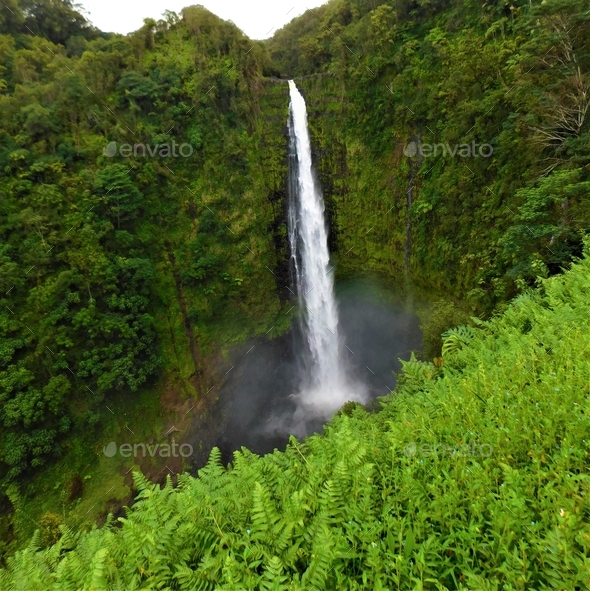 Green Tropical Rain Forest Surrounds a Deep Canyon Hiding a Tall ...