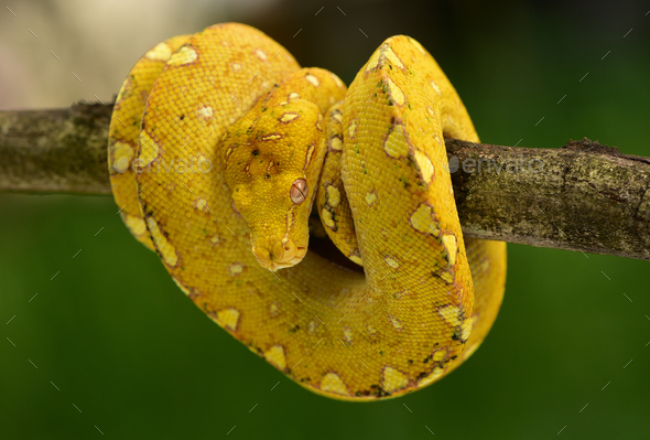 Juvenile The Green Tree Python snake Stock Photo by ekobudiutomo ...