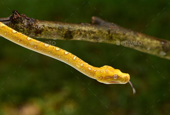 Close up of The Green Tree Python snake Stock Photo by ekobudiutomo