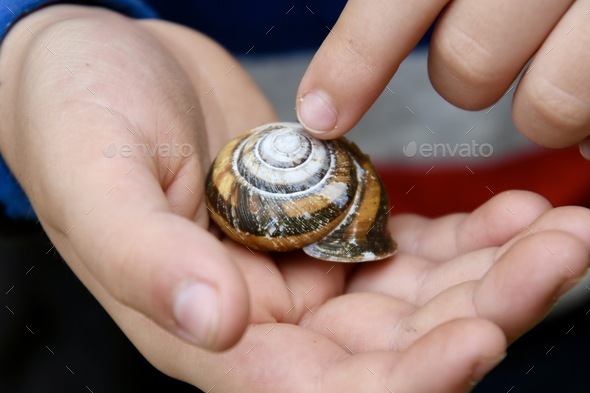 Hands touching a snail shell Stock Photo by nodar77 | PhotoDune