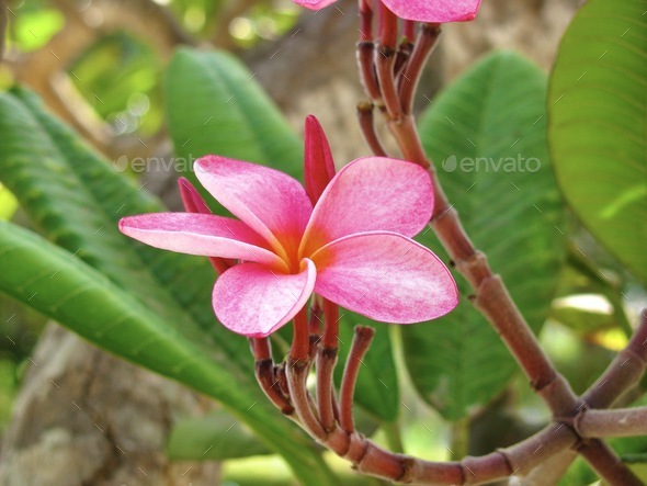 Pink Plumeria genus Apocynaceae Stock Photo by cfrincon | PhotoDune