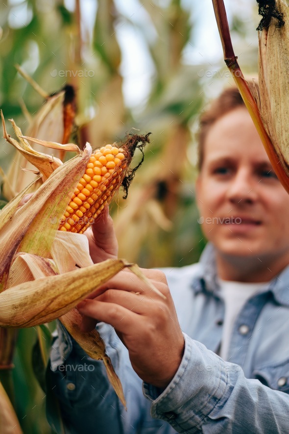 Man picking sweet corn in cornfield Stock Photo by VforVictoria | PhotoDune