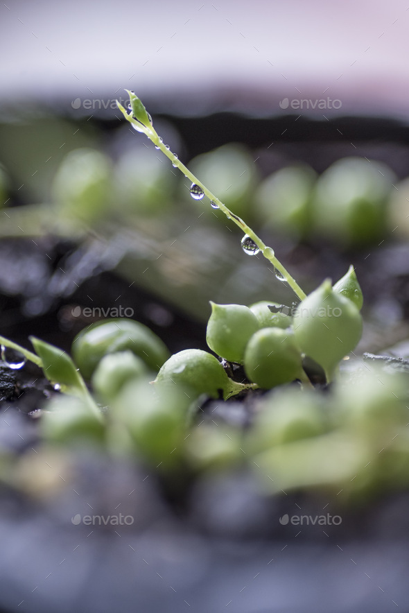 Tiny droplets on a young plant, nature, depth of field. Green Stock ...