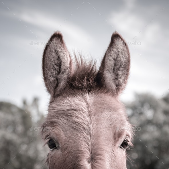 Donkey, nice ass, cheeky animal head, farm animals Stock Photo by ...