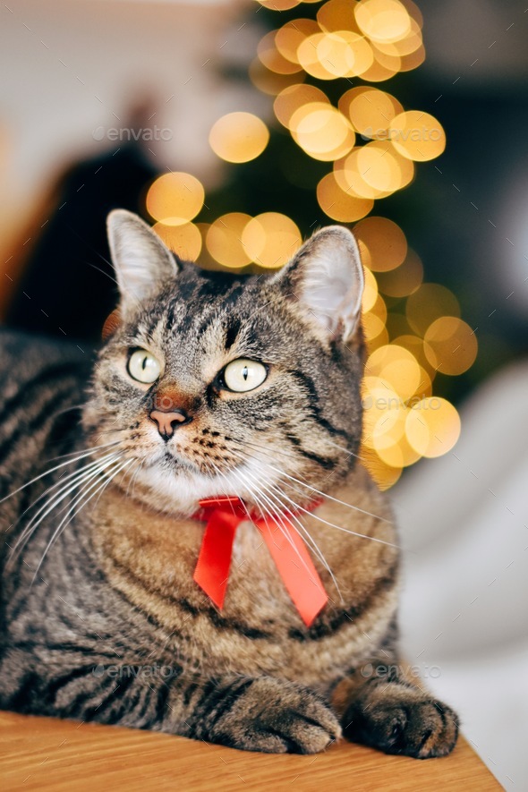 Domestic cat with red ribbon for Christmas Stock Photo by VforVictoria