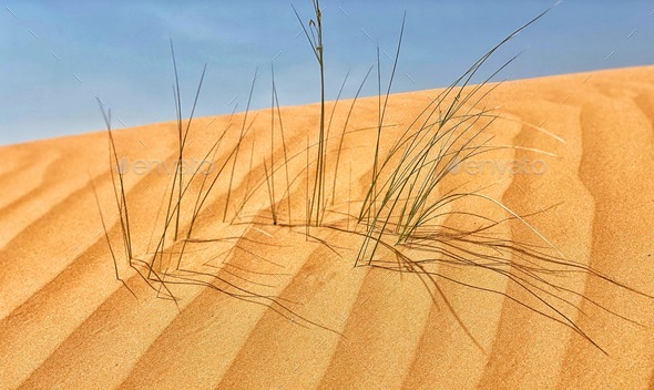 Sparse green grass in the beautiful desert sand dune beneath blue sky ...