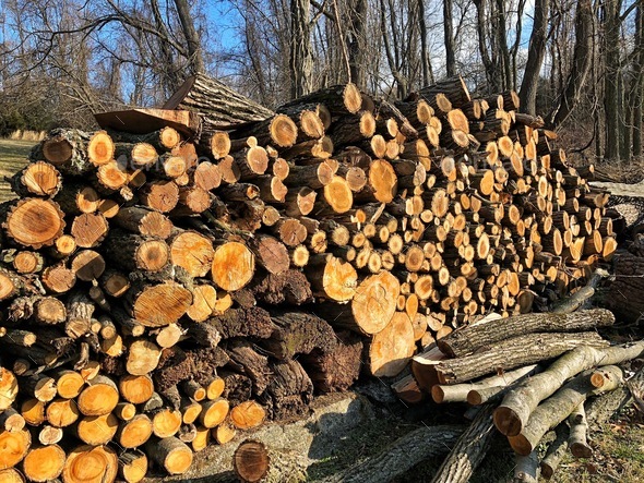 Winter fuel stacked firewood with logs ready to saw laying in front ...
