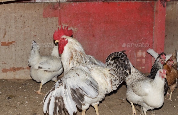 Rooster Strut Stock Photo by spencerpa440 | PhotoDune