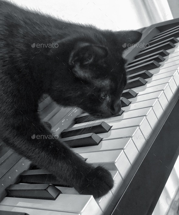 Pets Acting Like Humans Kitty on The Keys Stock Photo by spencerpa440