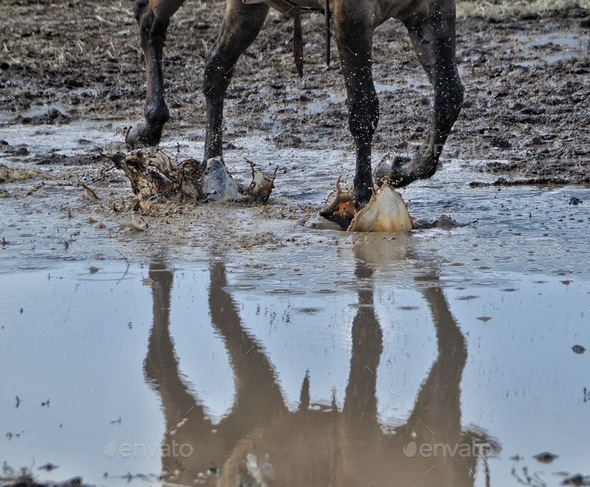 Horse riding in the rodeo mud puddle reflection Stock Photo by spencerpa440