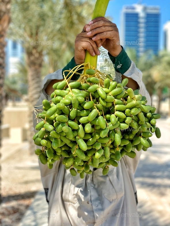 Diverse male gardener holds dates from a tropical palm tree branch ...
