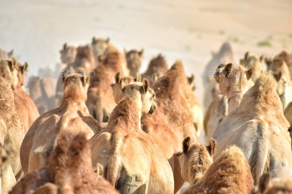 Large herd of livestock camels migrating together across a hot, dusty ...
