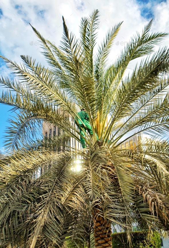 Landscaper lumberjack prunes branches up high using a ladder on a ...