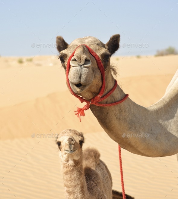 Camel family posing for a photo Stock Photo by spencerpa440 | PhotoDune