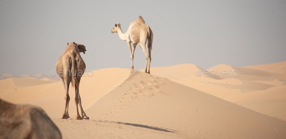 Camels in an exotic desert landscape sandscape Stock Photo by spencerpa440
