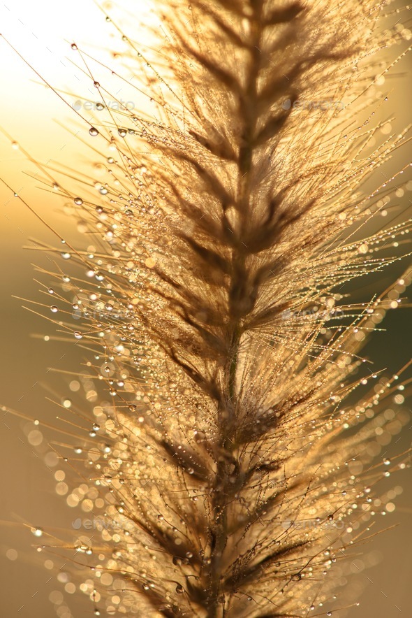 Closeup of sunrise behind a blade of dawn’s dew drop fox tall field ...