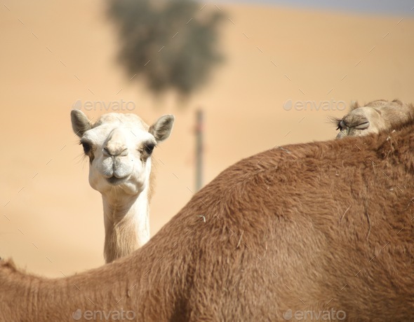 Camels in the desert playing hide and seek Stock Photo by spencerpa440