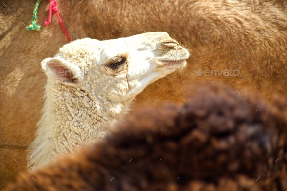Young white fur camel alongside diversely colored shades of brown ...